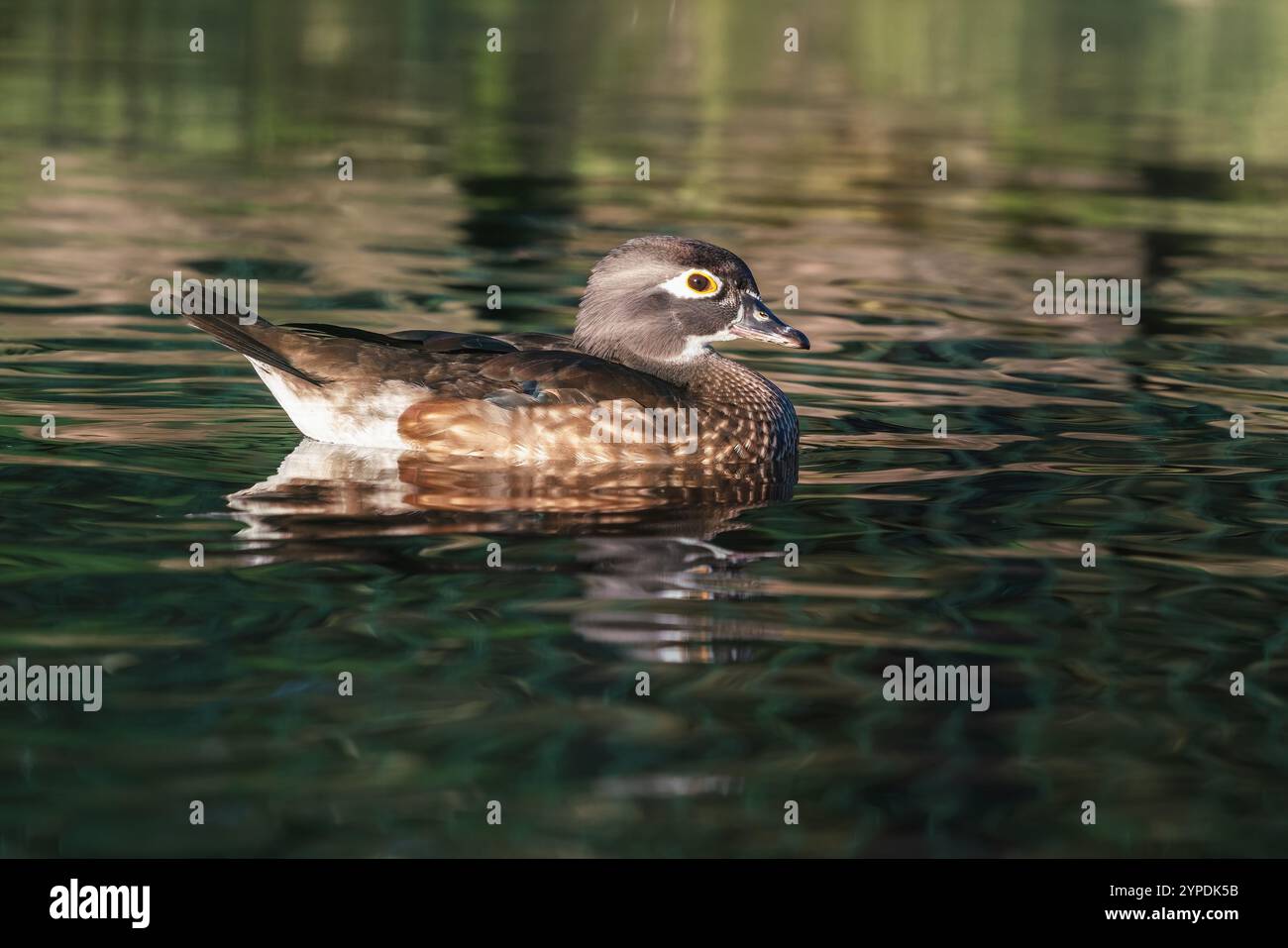 Female Wood Duck (Aix sponsa Stock Photo - Alamy
