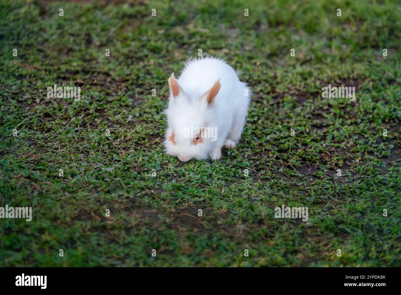 Domestic Rabbit - White Lionhead Rabbit Stock Photo - Alamy