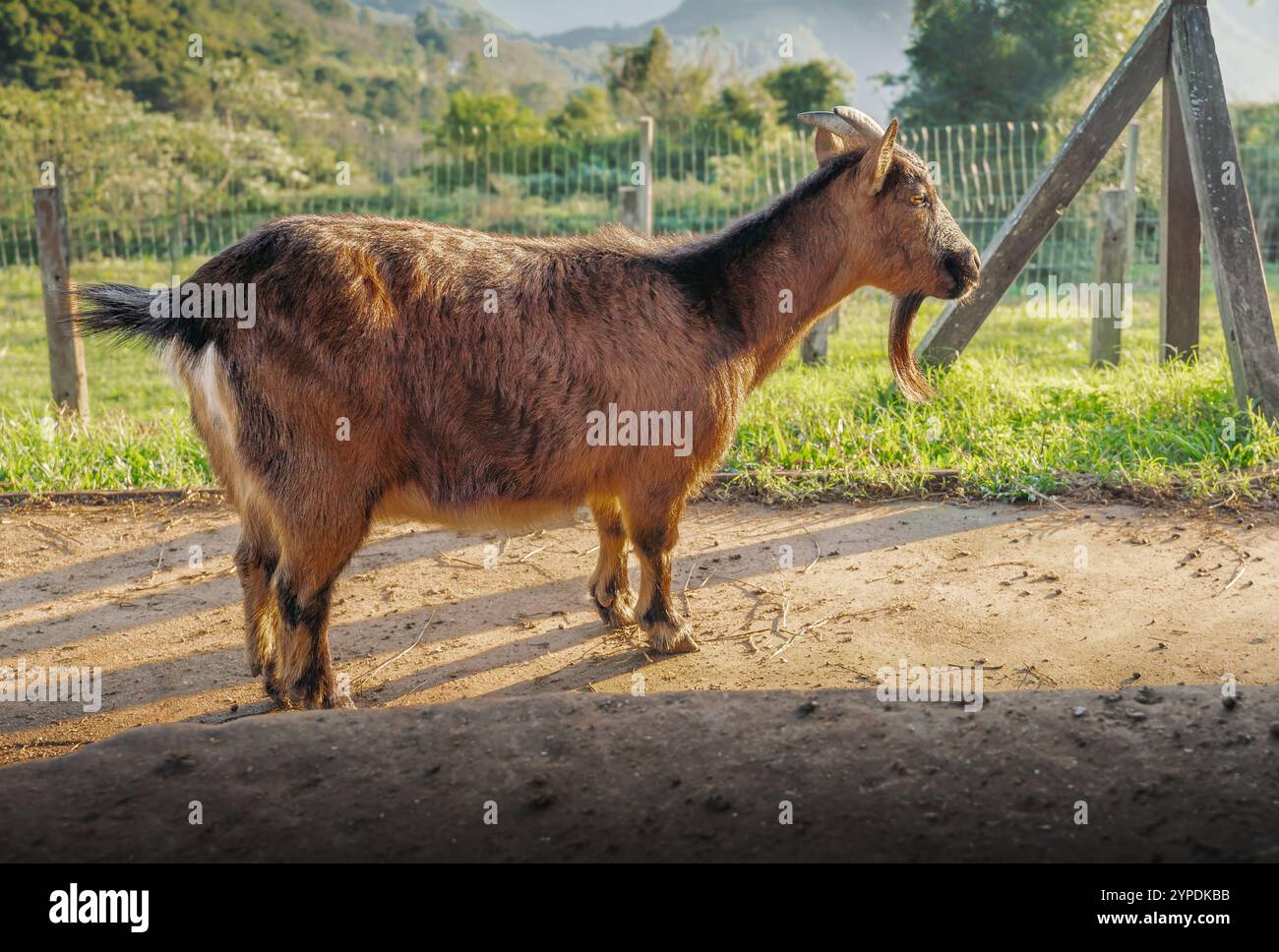 Domestic goat capra hircus male hi-res stock photography and images - Alamy