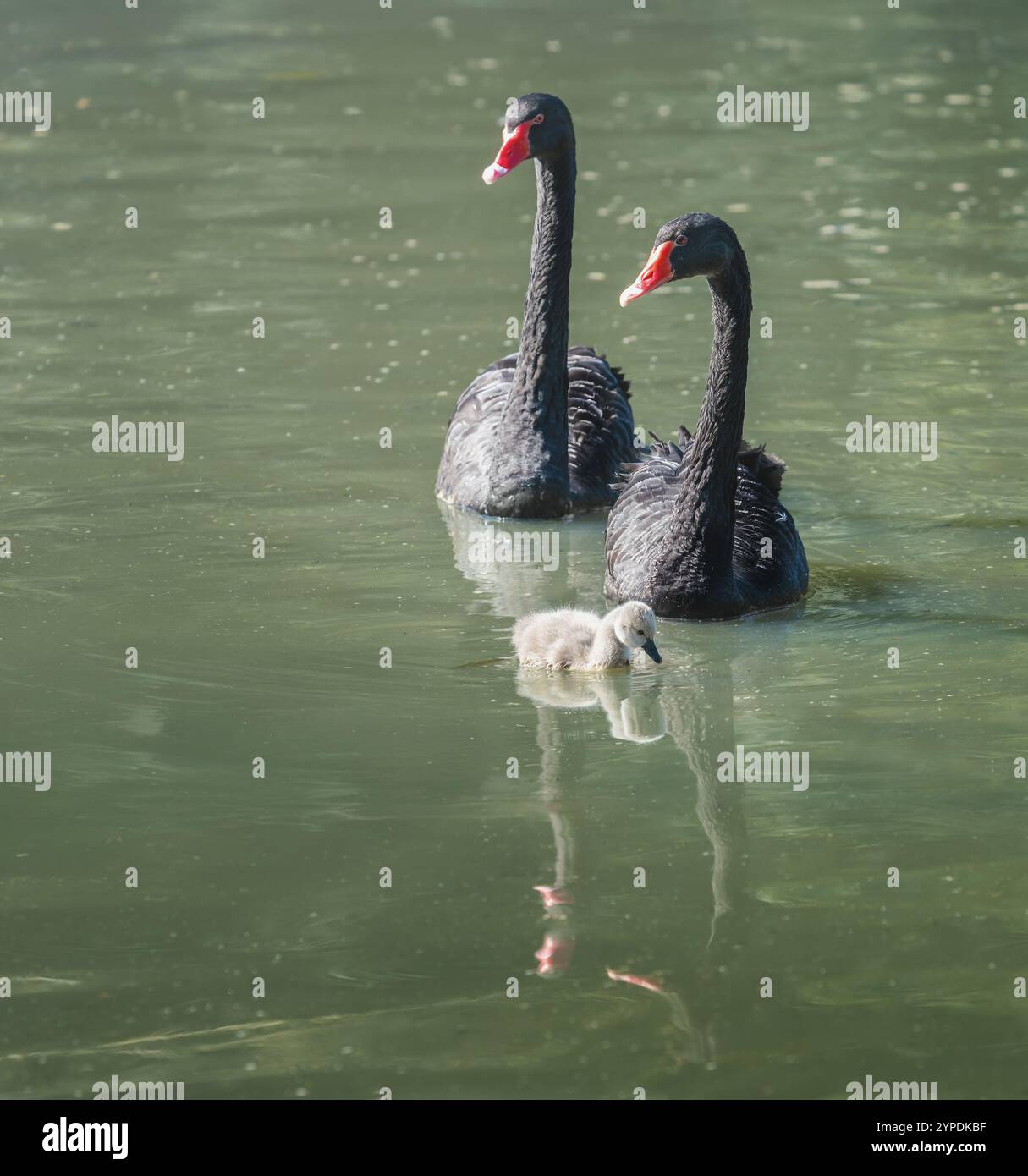Zoologyyoung hi-res stock photography and images - Alamy