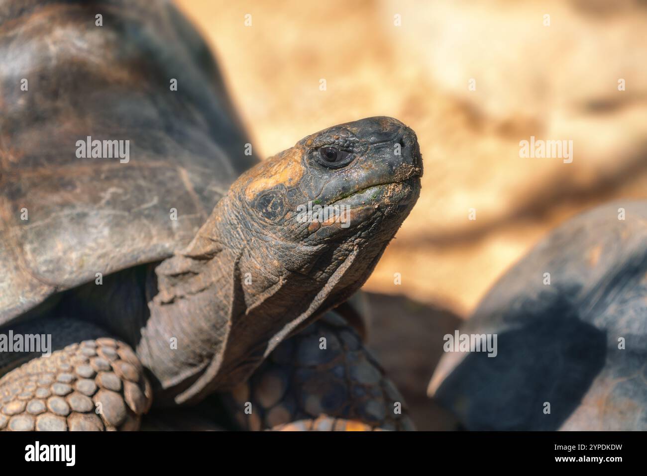 Chelonoidis hi-res stock photography and images - Alamy