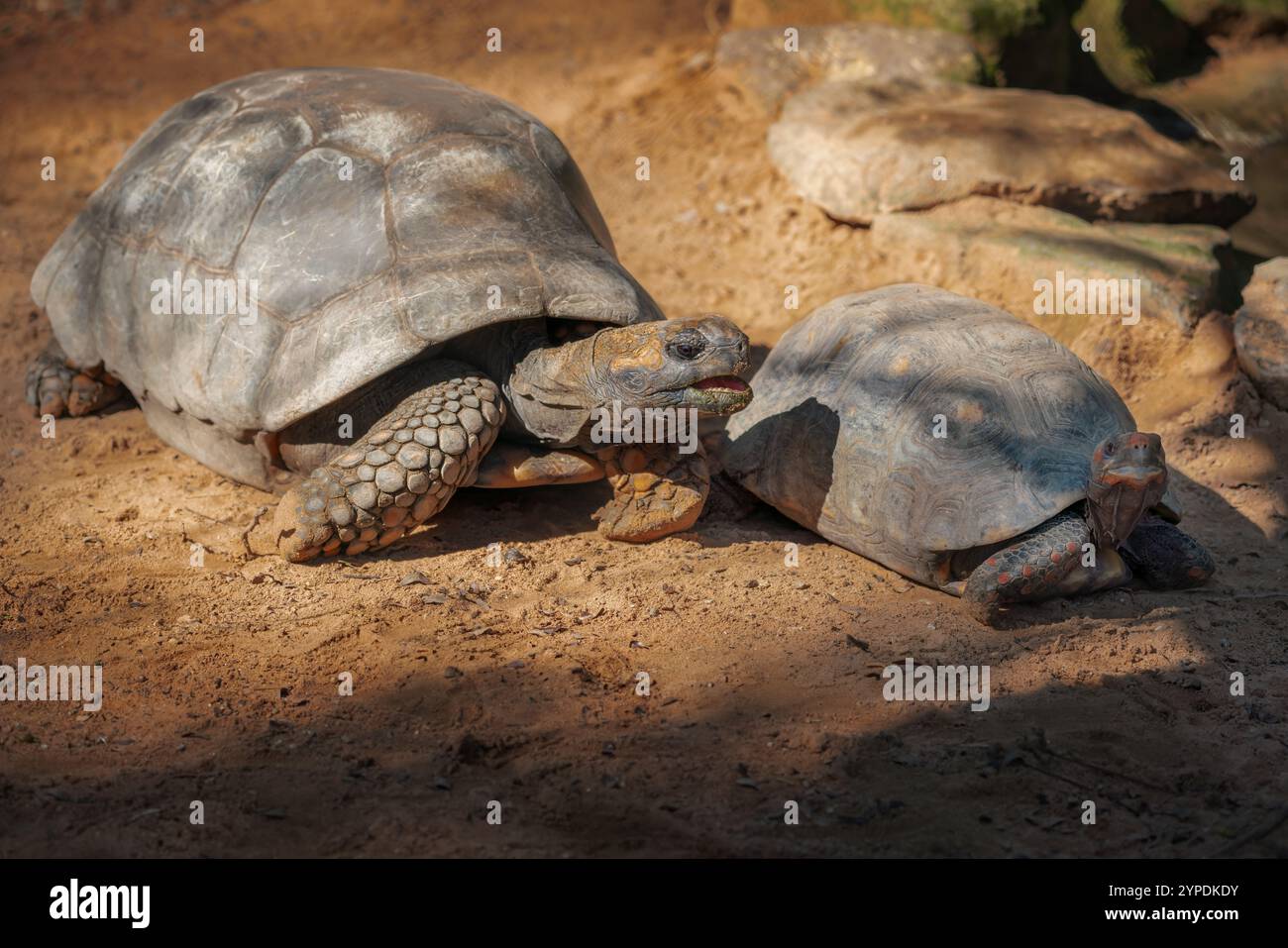 Yellow footed Tortoise (Chelonoidis denticulata Stock Photo - Alamy