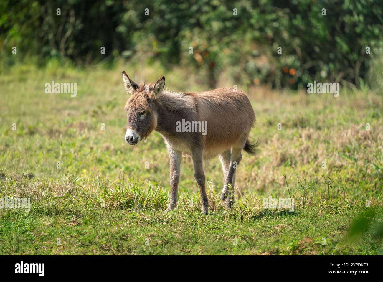 Young Donkey (Equus africanus asinus Stock Photo - Alamy