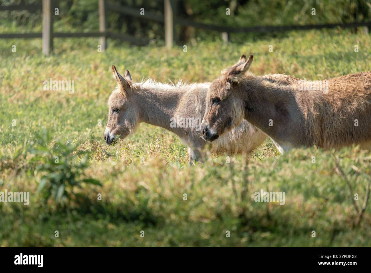 Young Donkey (Equus africanus asinus Stock Photo - Alamy