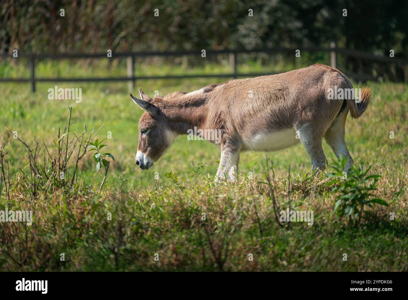 Brown Donkey (Equus africanus asinus Stock Photo - Alamy