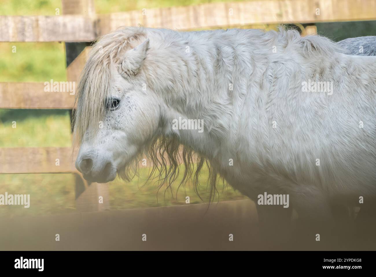 White Pony - Miniature Horse (Equus ferus caballus Stock Photo - Alamy