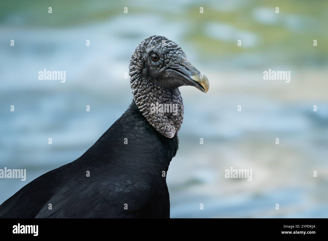 Vulture face portrait hi-res stock photography and images - Alamy