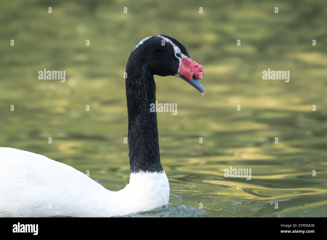 Black-necked Swan on a lake (Cygnus melancoryphus Stock Photo - Alamy