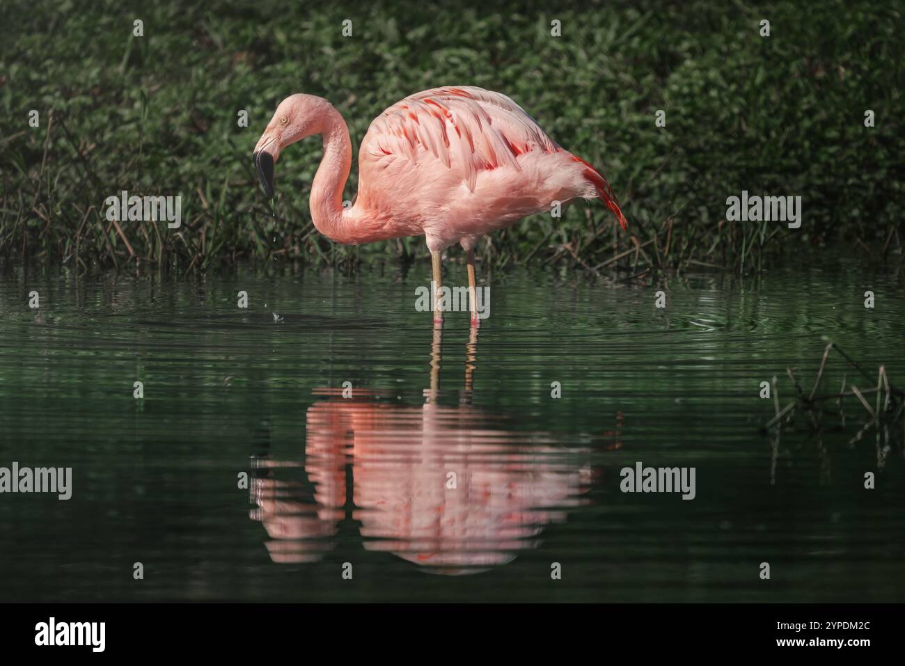 Pink flamingo phoenicopteridae hi-res stock photography and images - Alamy