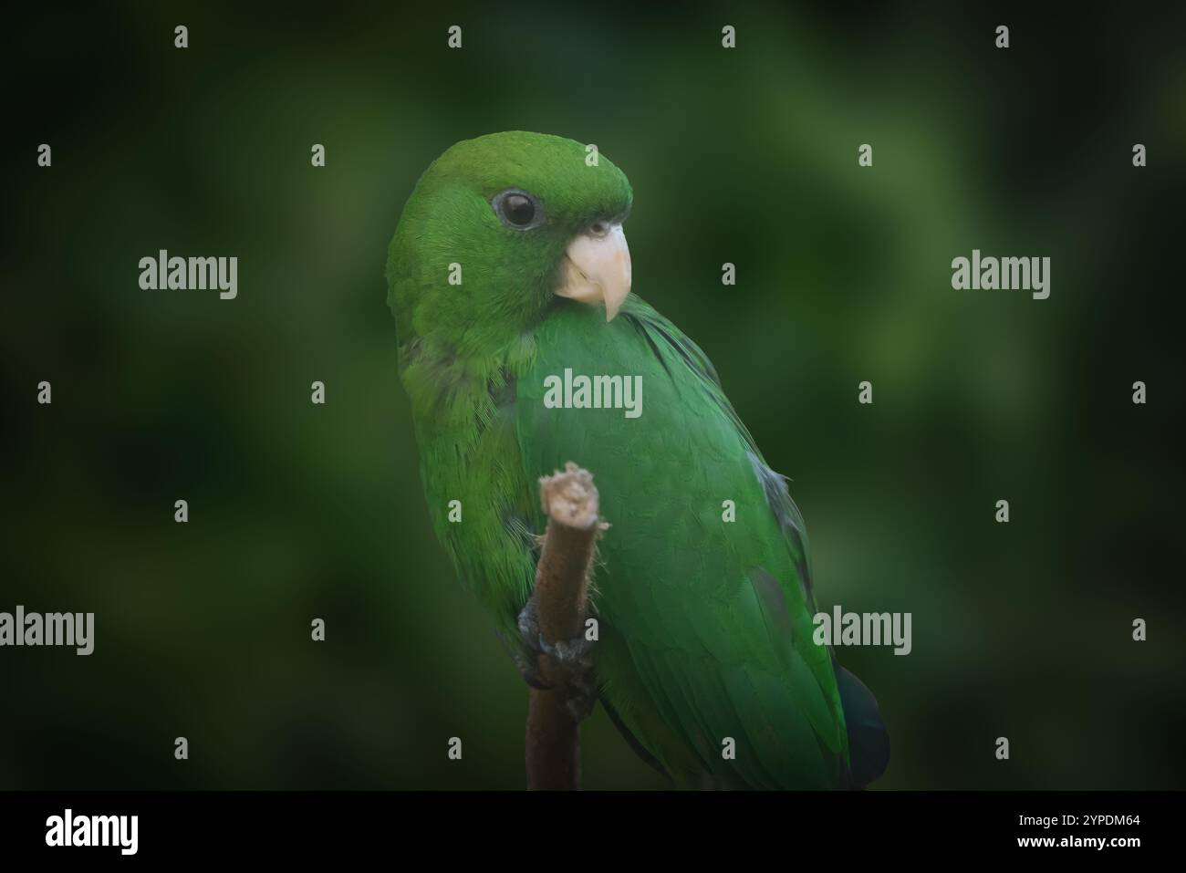 Male Blue-bellied parrot (Triclaria malachitacea Stock Photo - Alamy