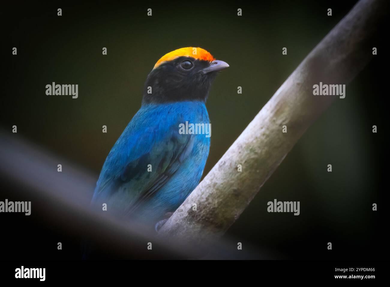 Manakin bird hi-res stock photography and images - Alamy