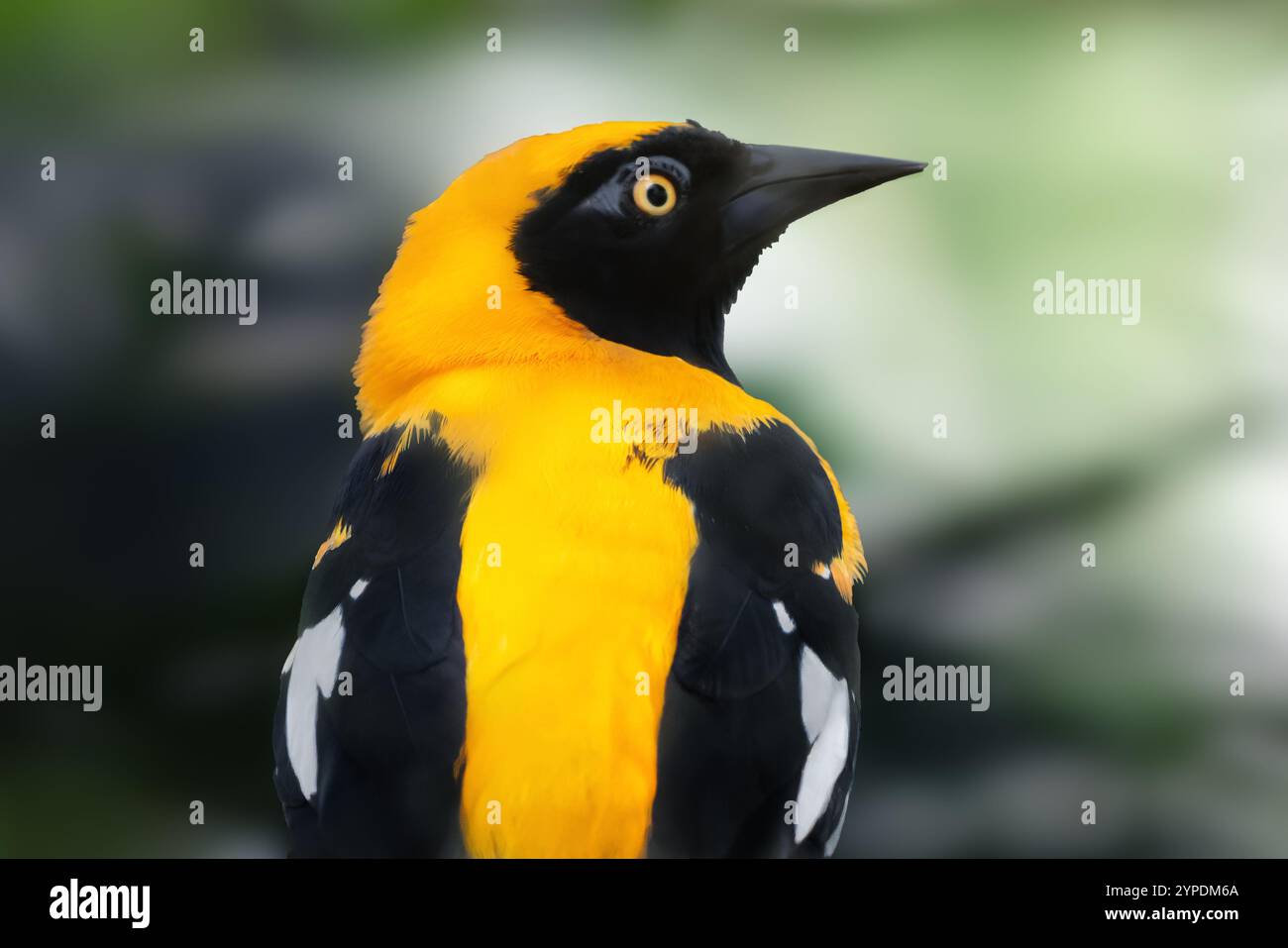 Orange-backed troupial bird (Icterus croconotus Stock Photo - Alamy