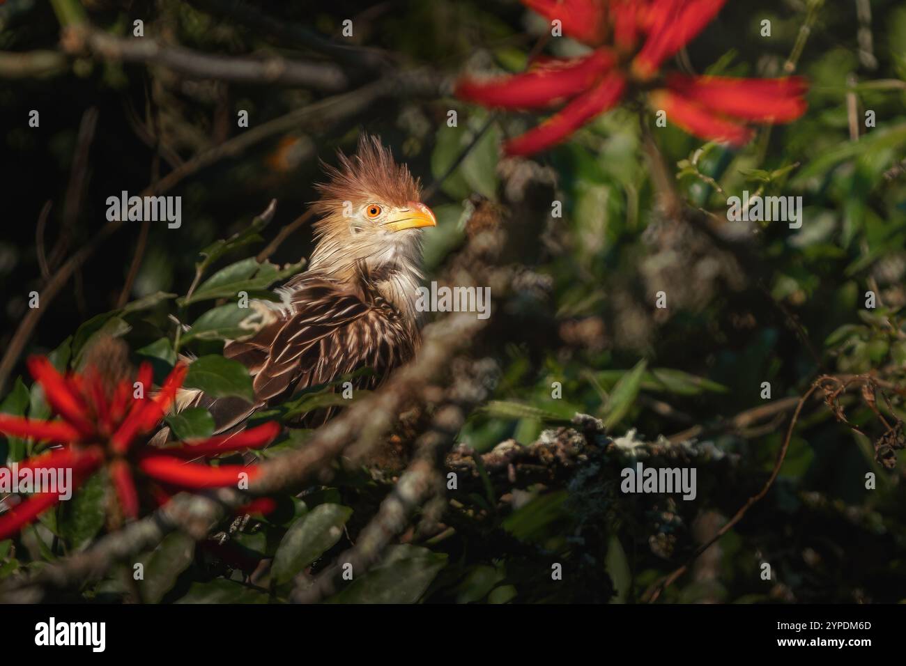 American cuckoo birds hi-res stock photography and images - Alamy