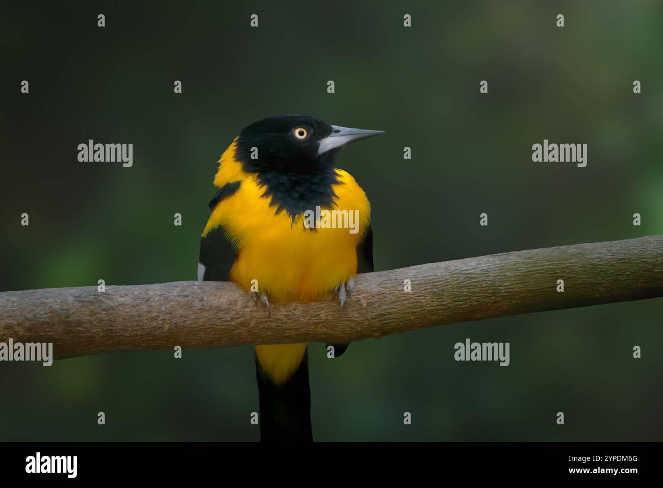 Campo Troupial bird (Icterus jamacaii Stock Photo - Alamy
