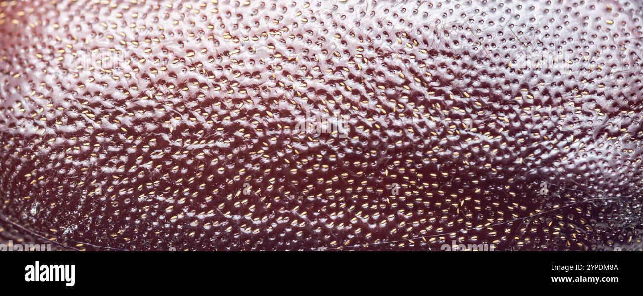 Microscopic view reveals the complex texture and fine hairs covering ...