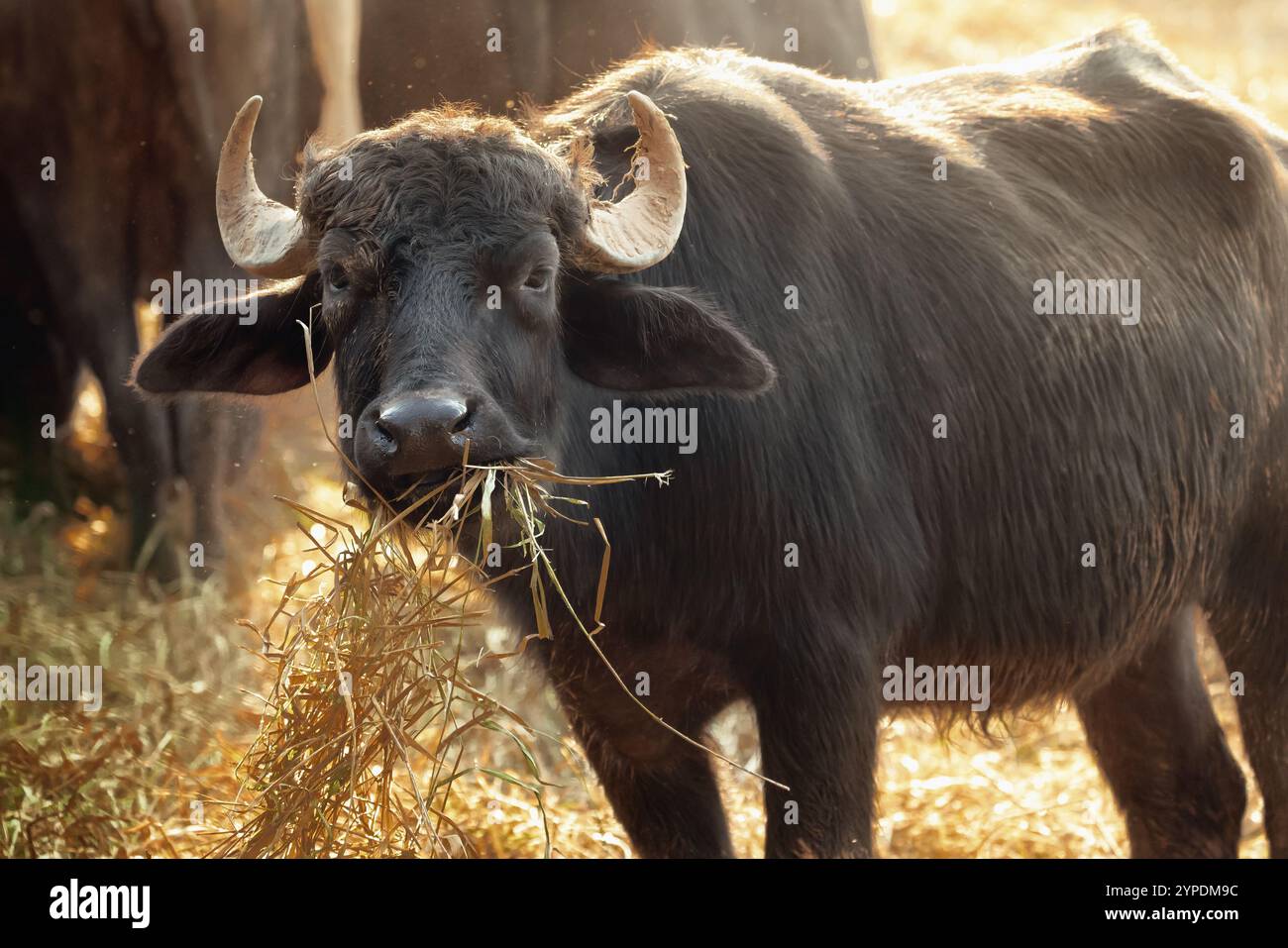 Mediterranean Water Buffalo eating (Bubalus bubalis Stock Photo - Alamy