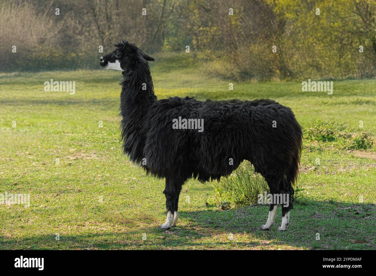 Domesticated south american species hi-res stock photography and images ...