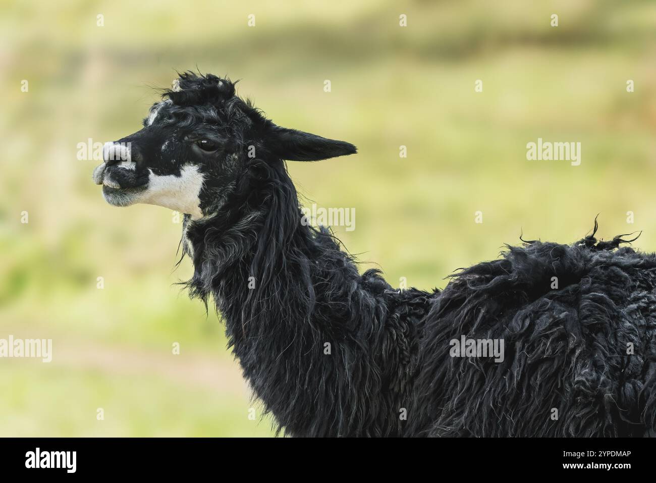 Domesticated south american species hi-res stock photography and images ...