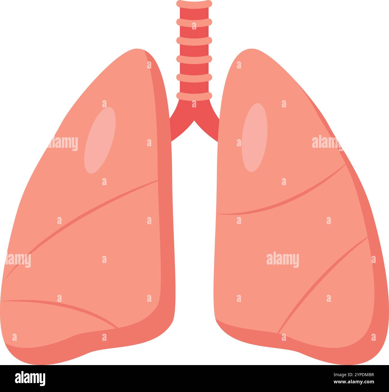 Detailed illustration of human lungs and respiratory system ...