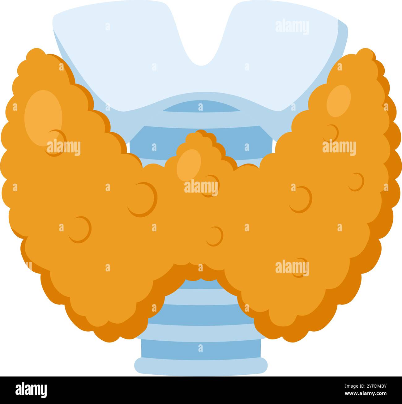 Detailed illustration of the thyroid gland, highlighting its follicular ...