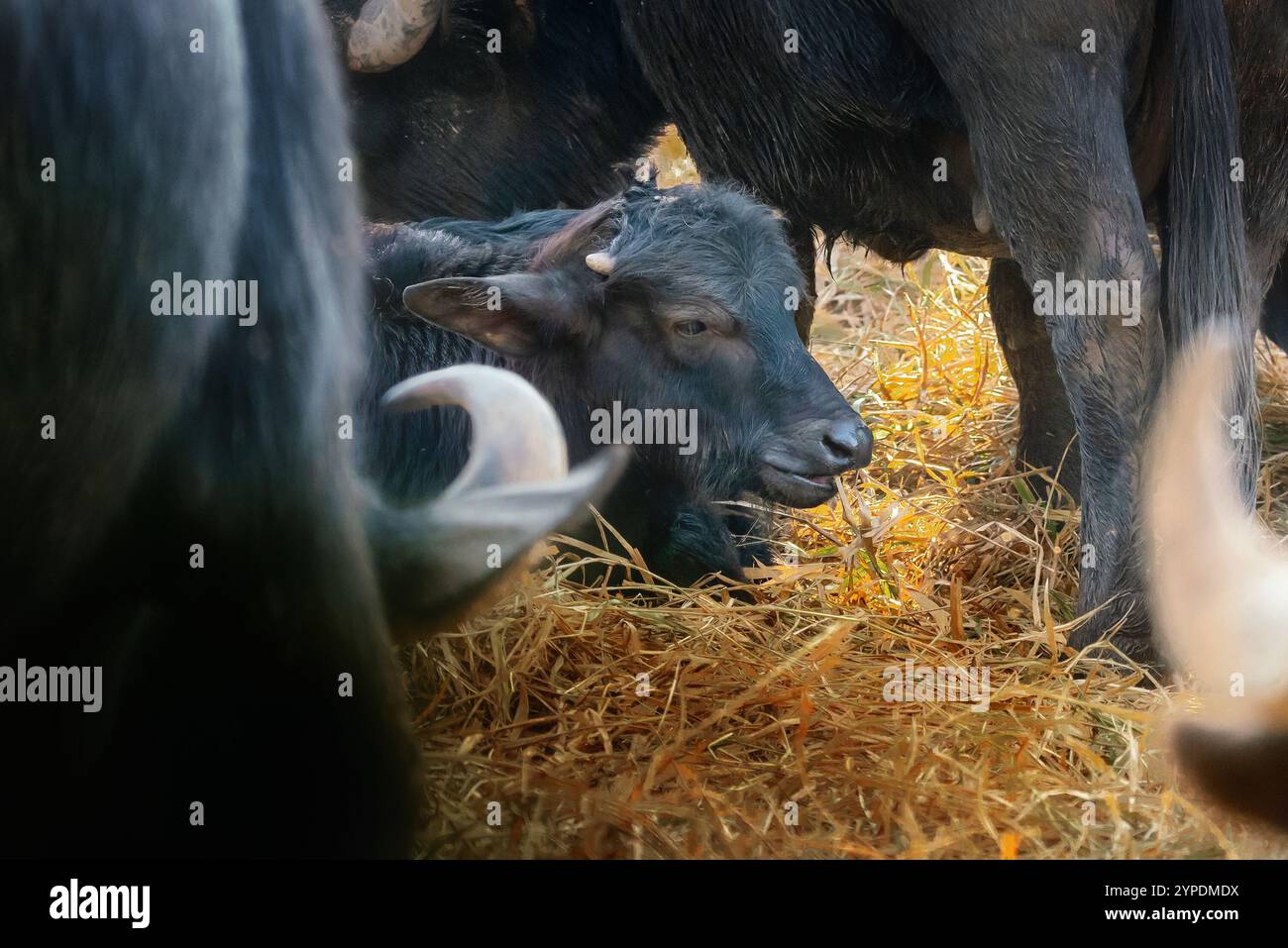 Mediterranean Water Buffalo Calf (Bubalus bubalis Stock Photo - Alamy