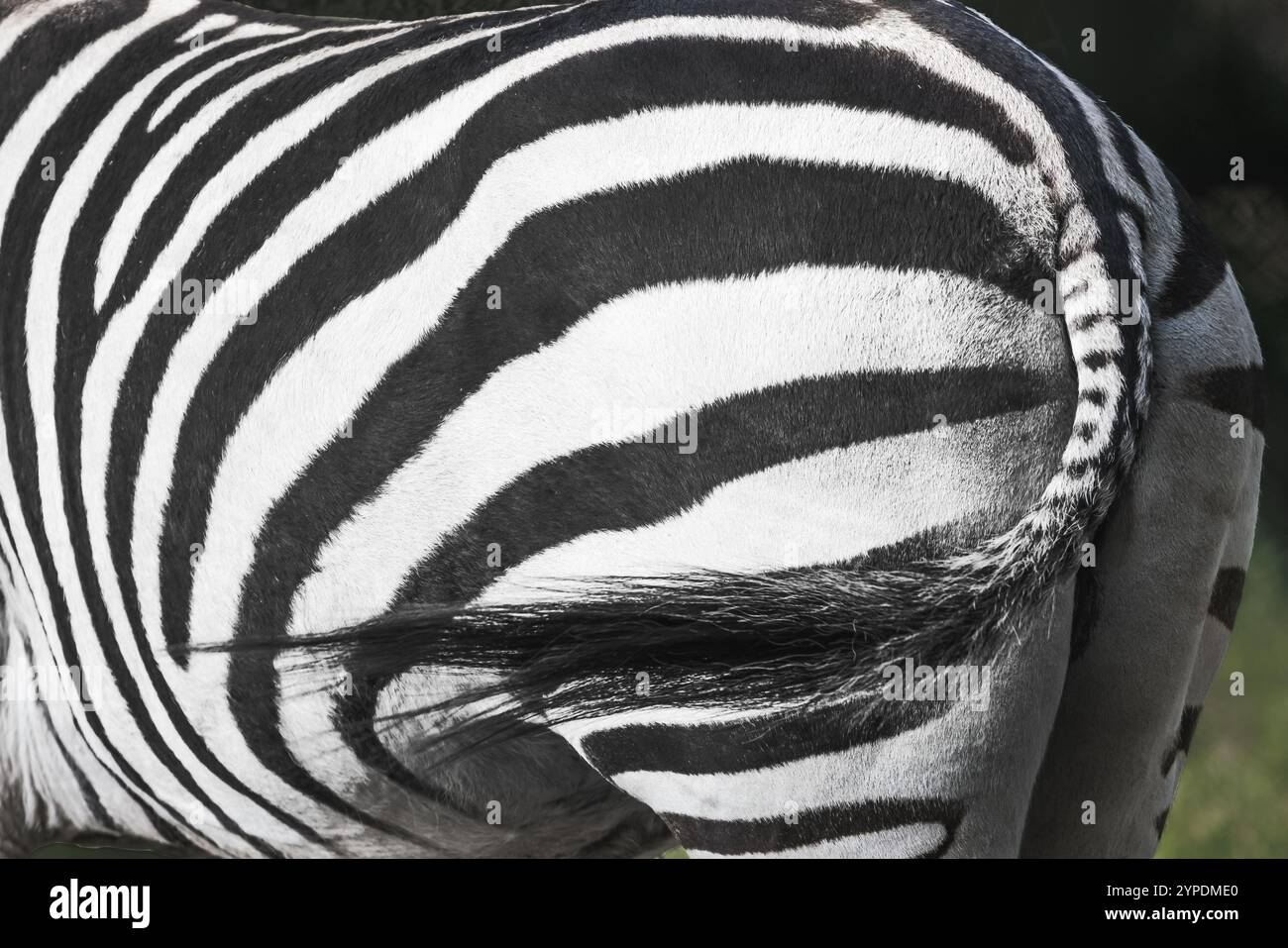 Back and tail of a Grant Zebra (Equus quagga boehmi Stock Photo - Alamy
