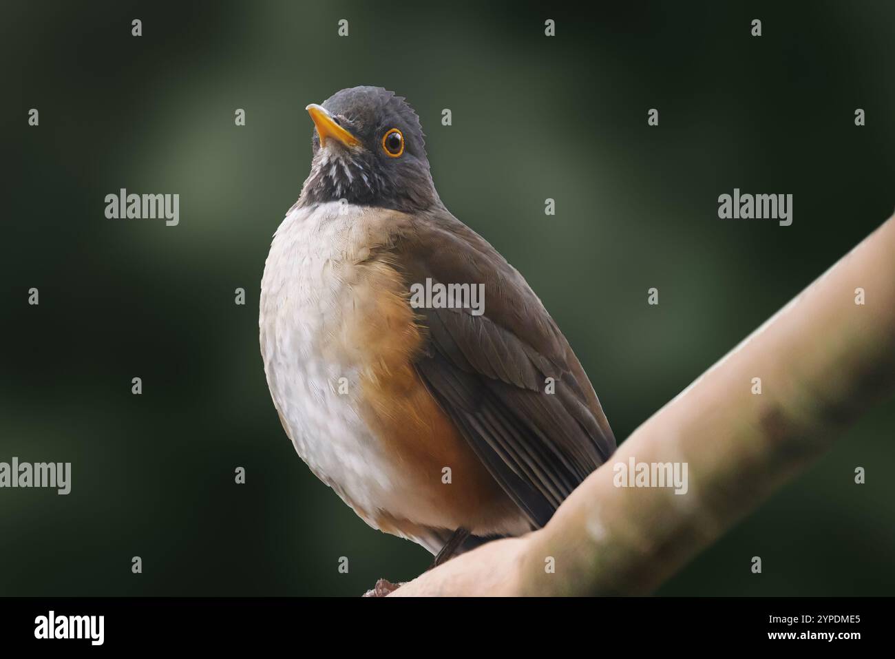 White necked thrush hi-res stock photography and images - Alamy