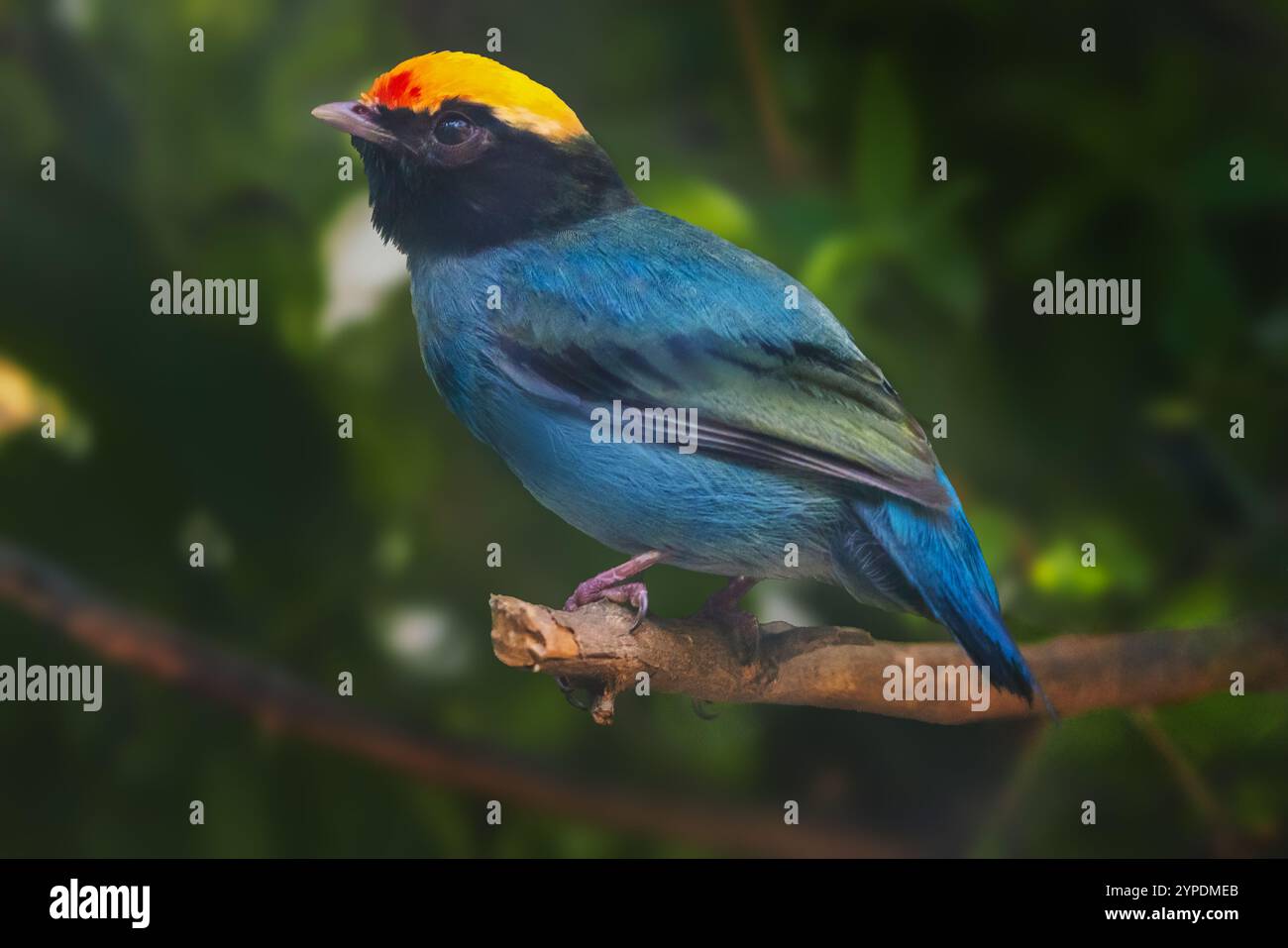 Manakin hi-res stock photography and images - Alamy