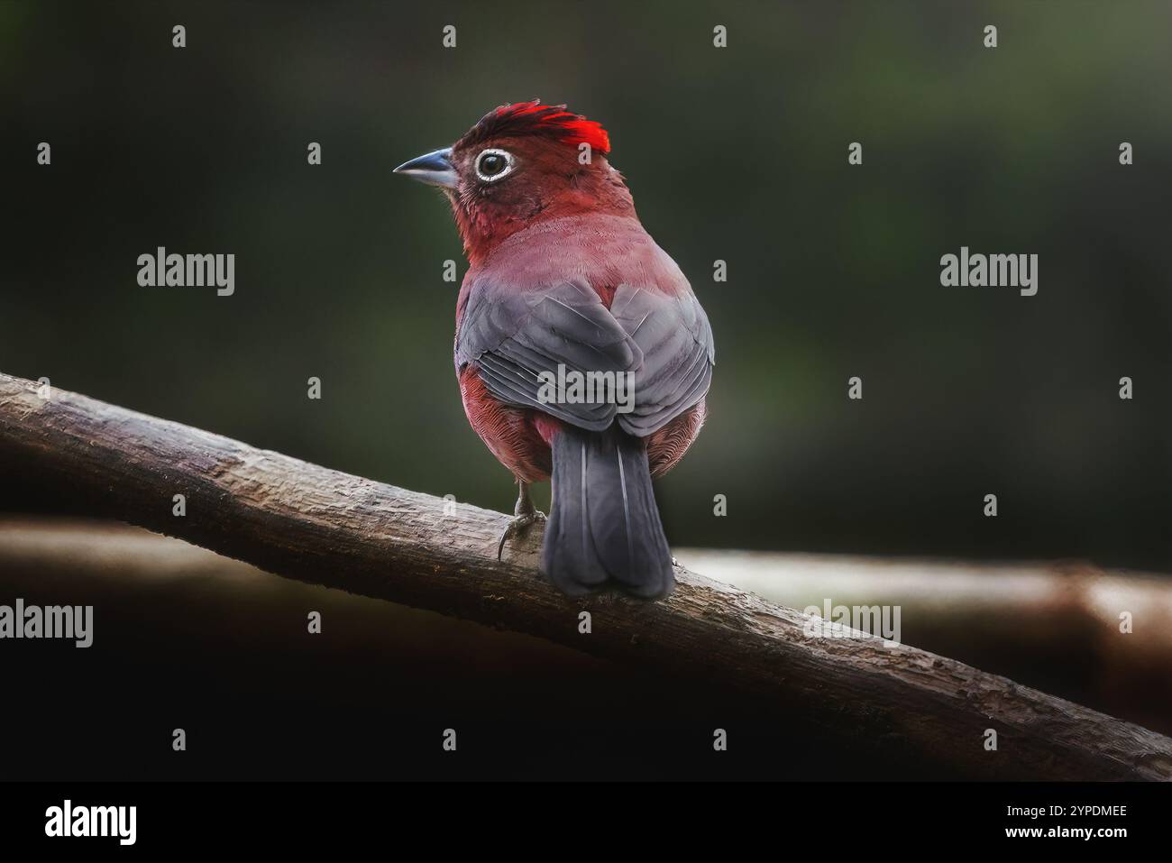 Red Pileated Finch bird (Coryphospingus cucullatus Stock Photo - Alamy