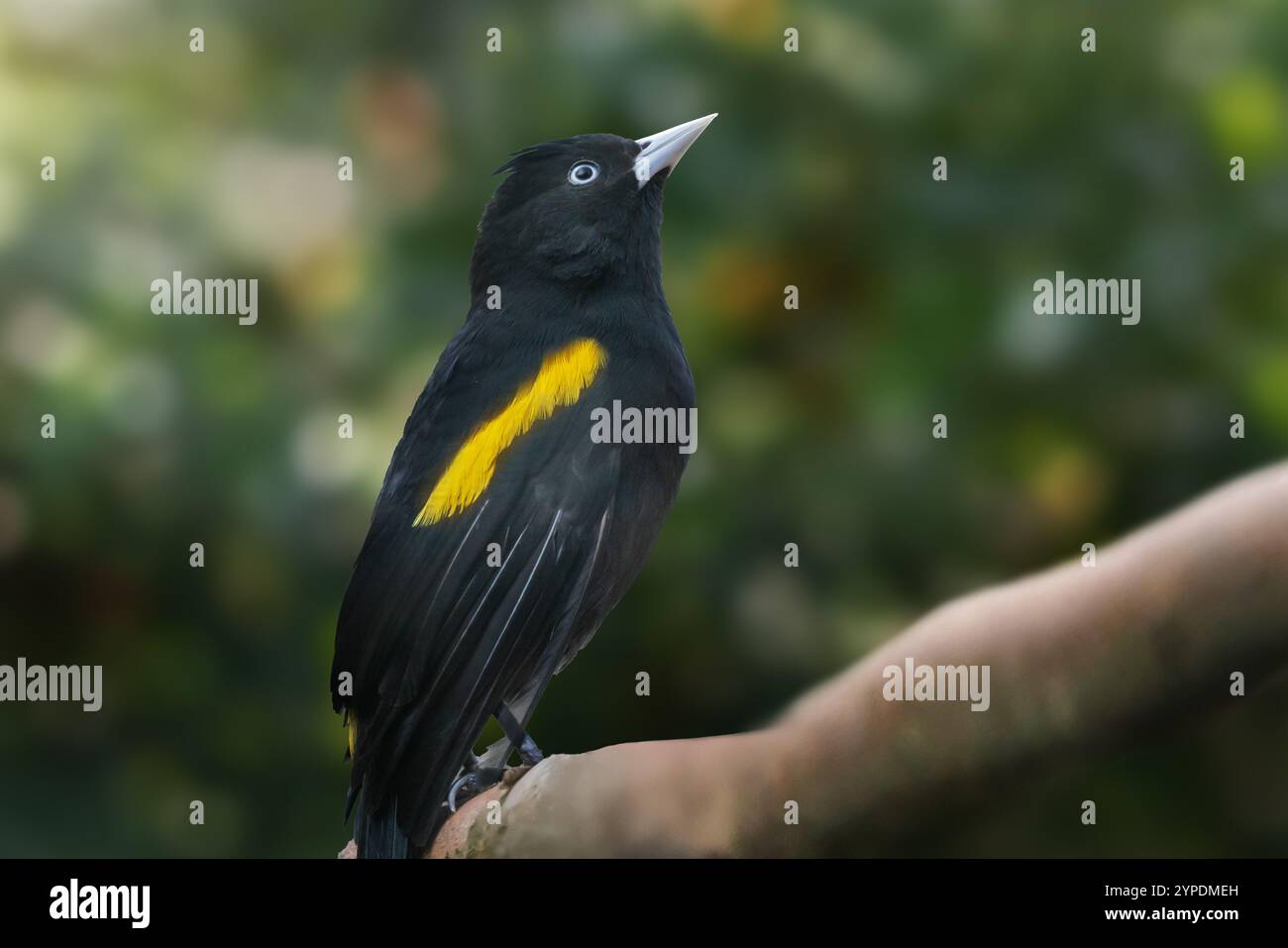 Golden-winged cacique bird (Cacicus chrysopterus Stock Photo - Alamy