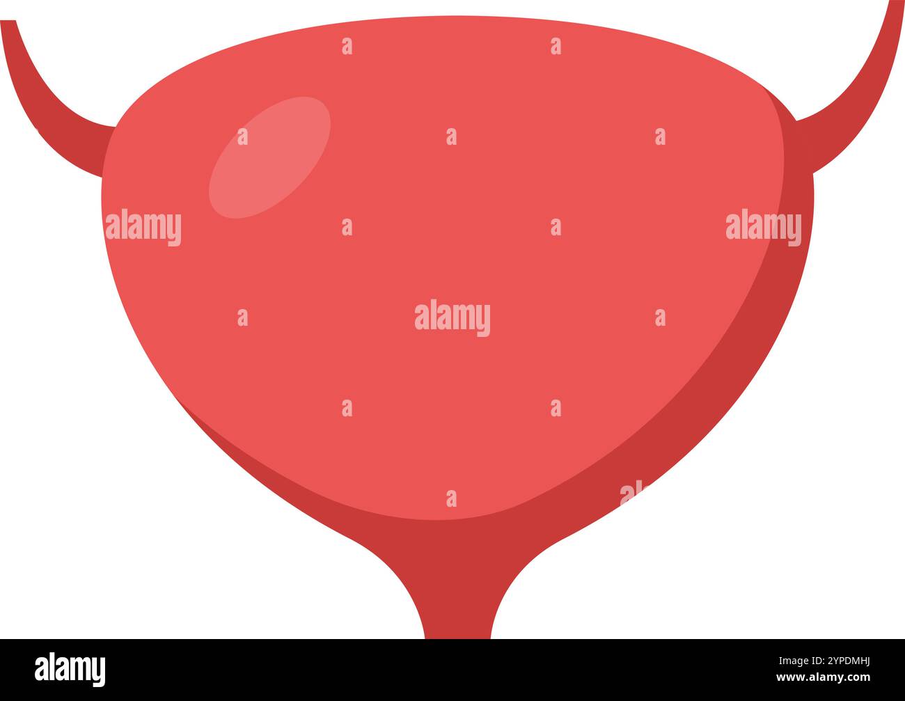 Medical illustration showcasing the human bladder storing urine ...