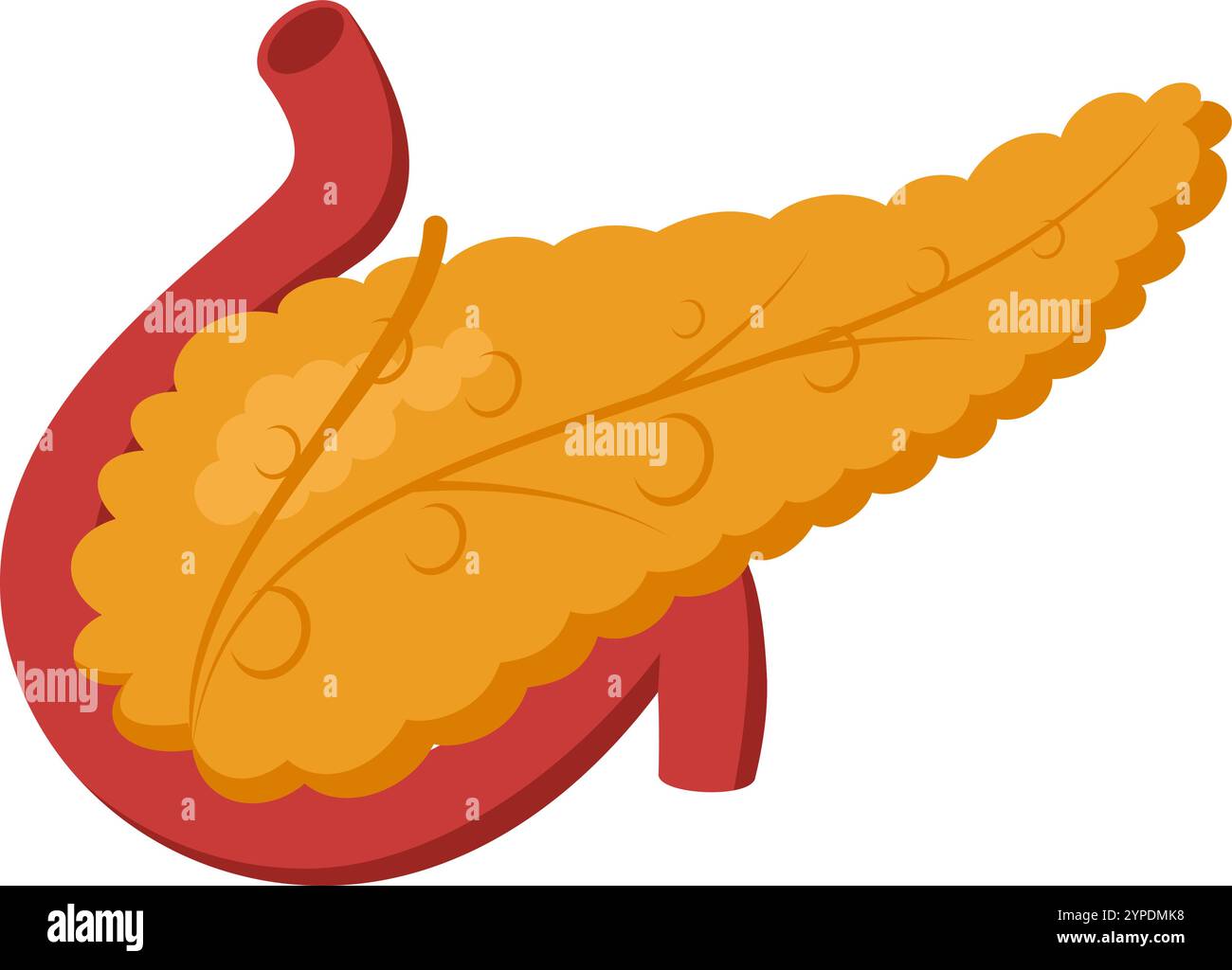 Human pancreas anatomy producing enzymes Stock Vector Images - Alamy