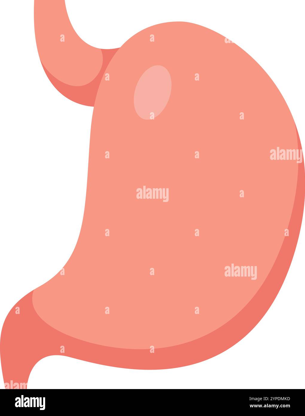 Healthy stomach promoting good digestion and overall well being ...