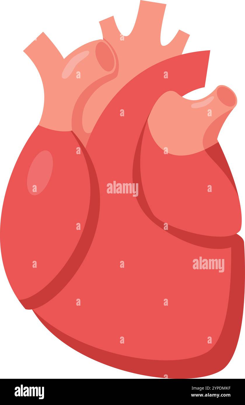 Medical illustration showcasing a healthy human heart, highlighting its ...