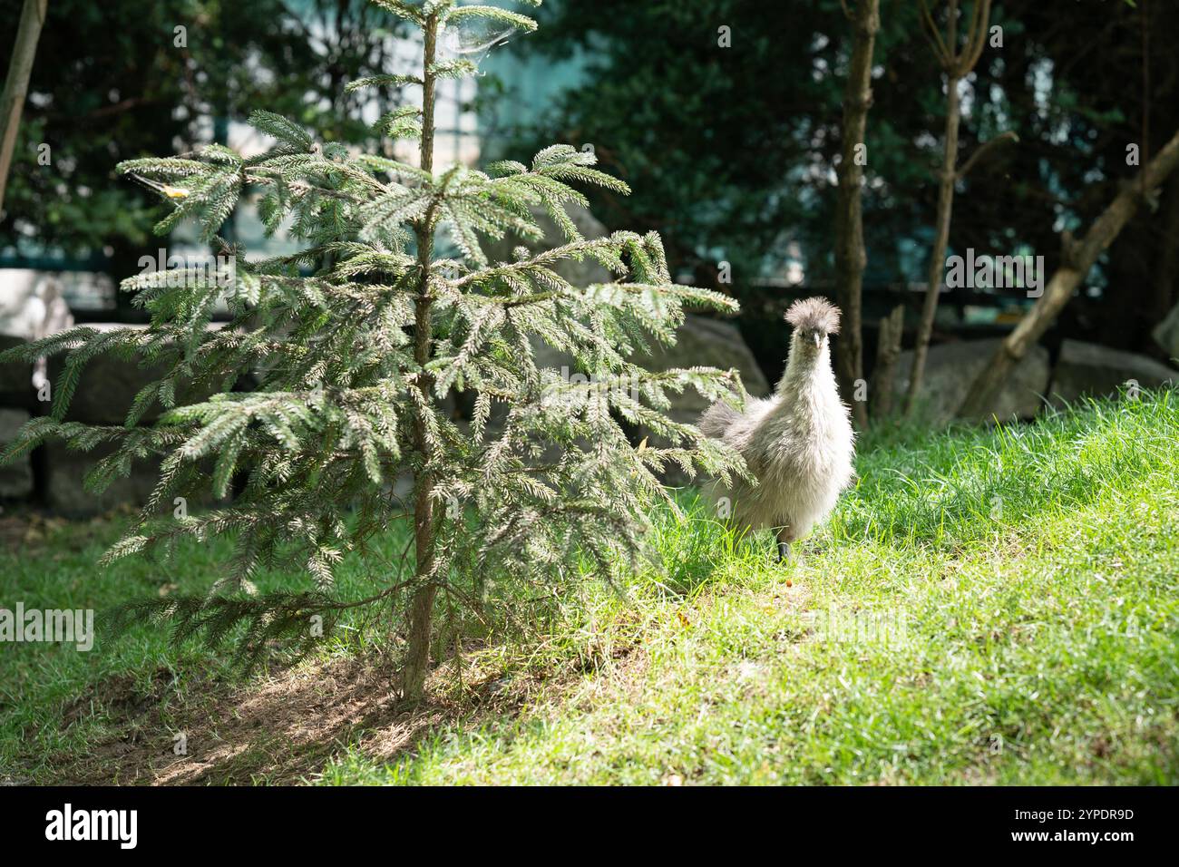 A young domestic bird, hen, chicken wanders through a lush green space ...