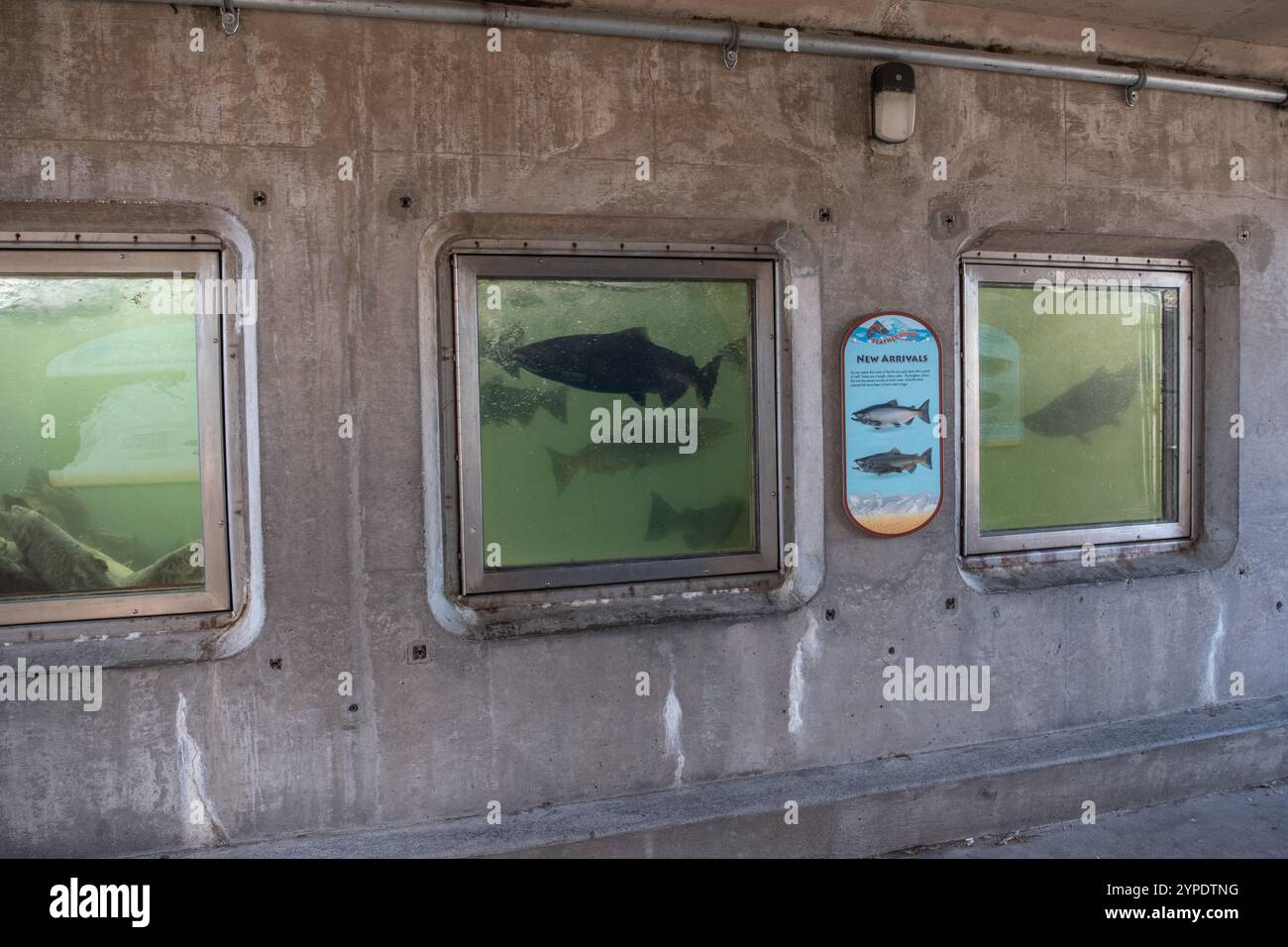 A fish observation area in a fish hatchery where visitors can watch ...