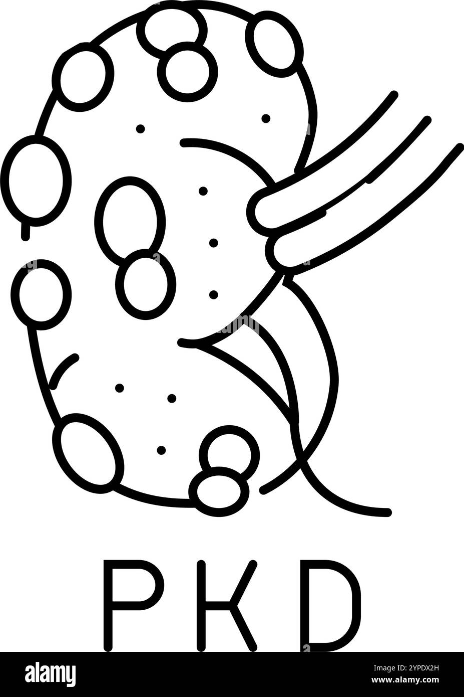 polycystic kidney disease line icon vector illustration Stock Vector ...