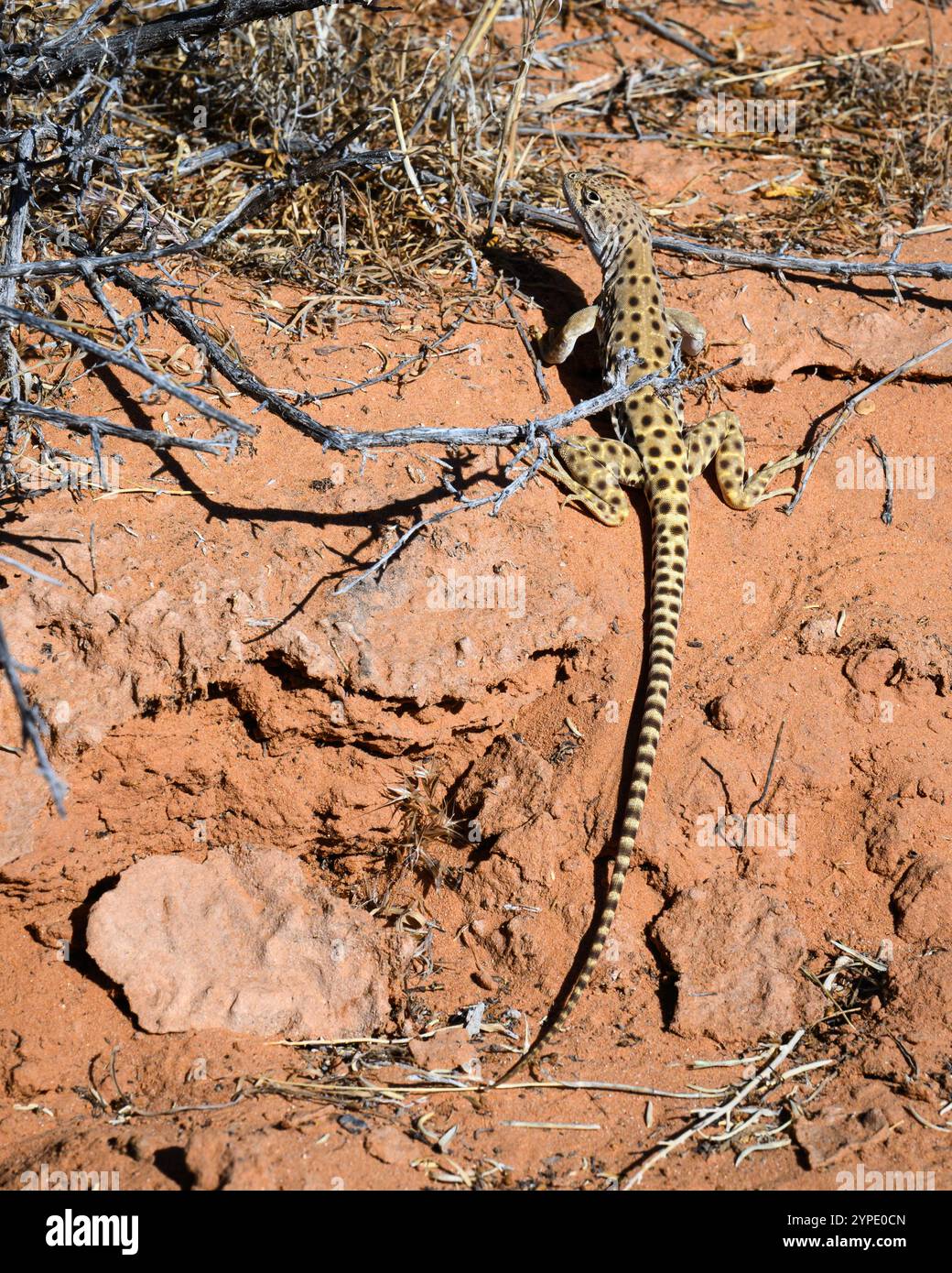 Leopard lizard at arches national park hi-res stock photography and ...