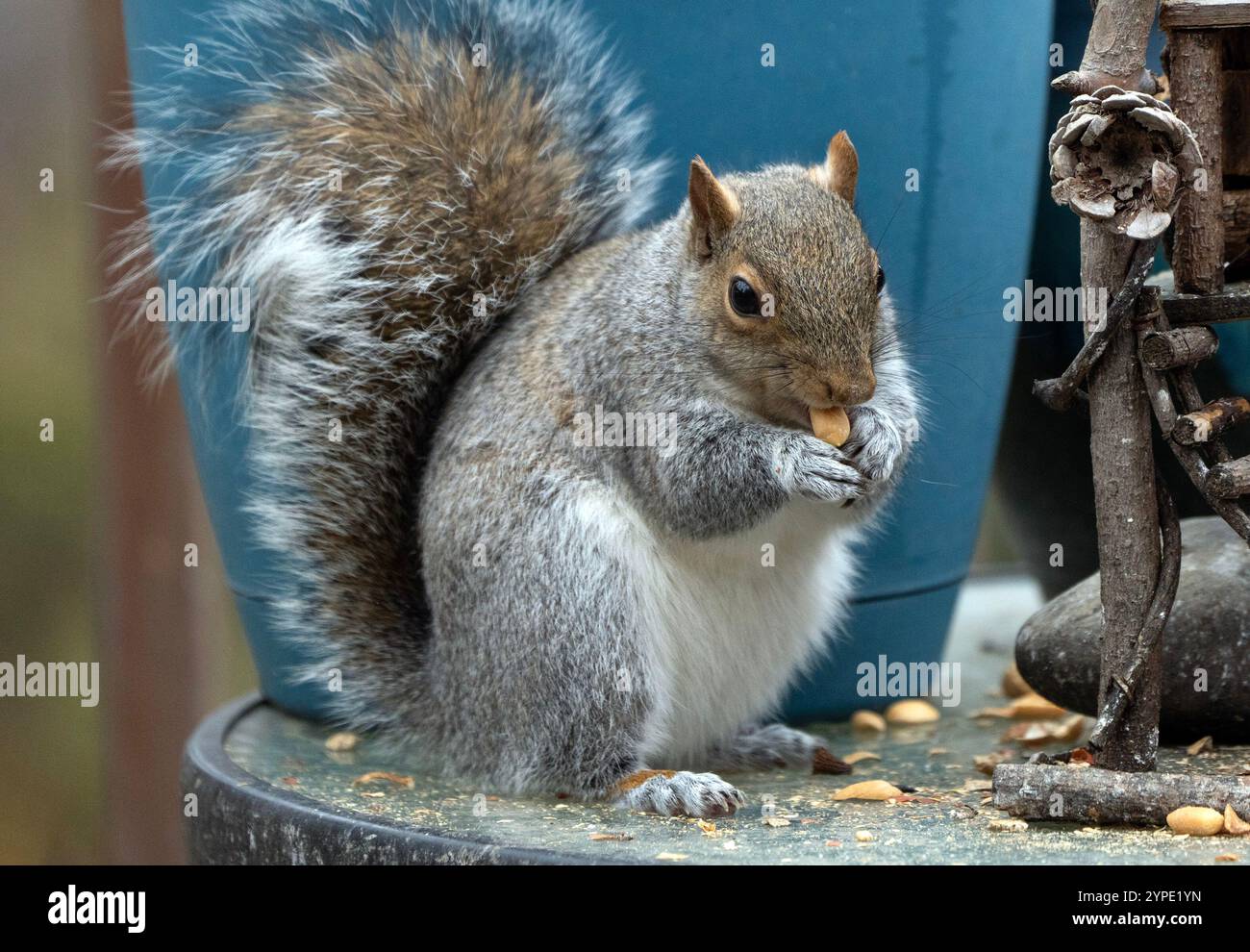 Gardenm backyard hi-res stock photography and images - Alamy