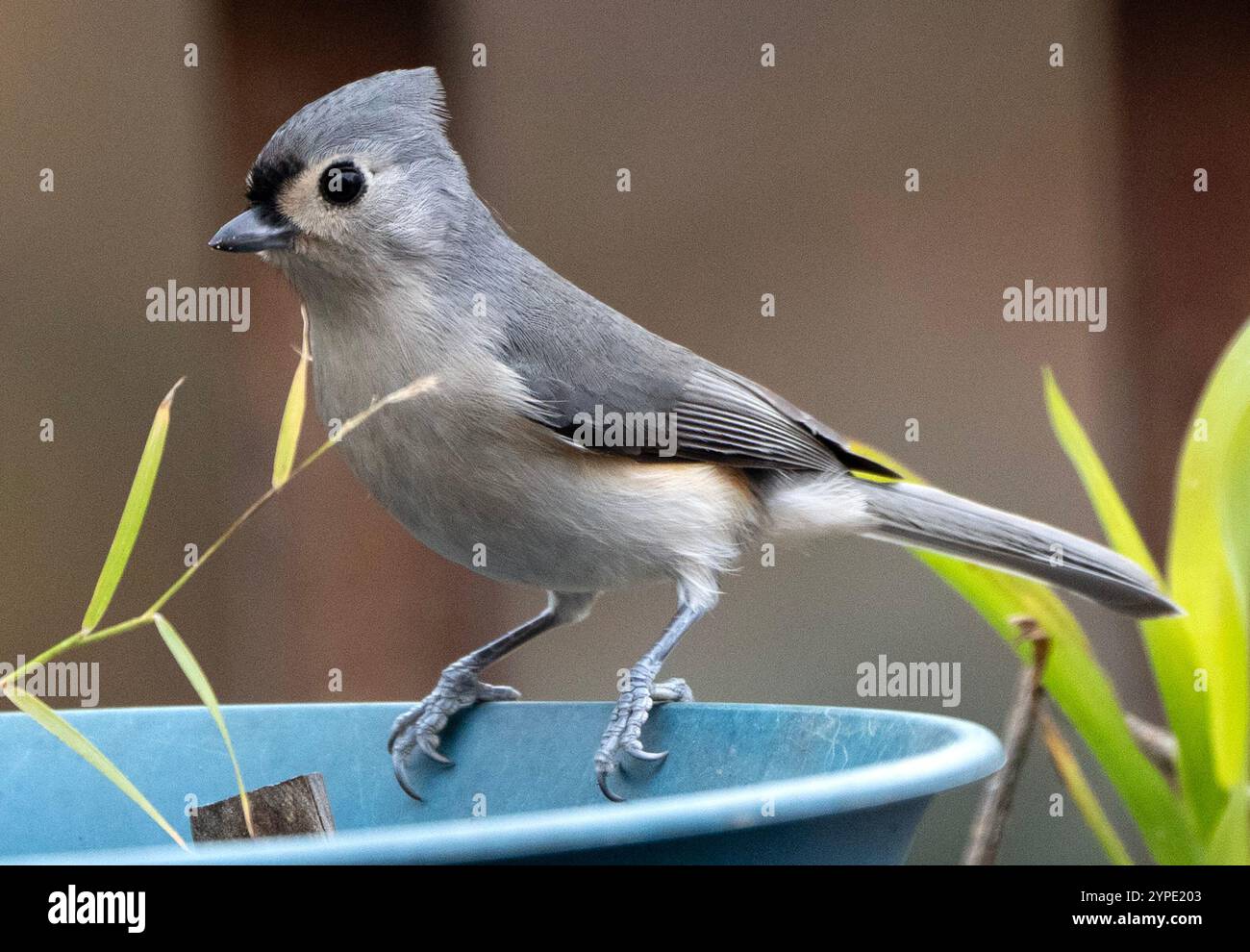 Titmouse with peanut hi-res stock photography and images - Alamy