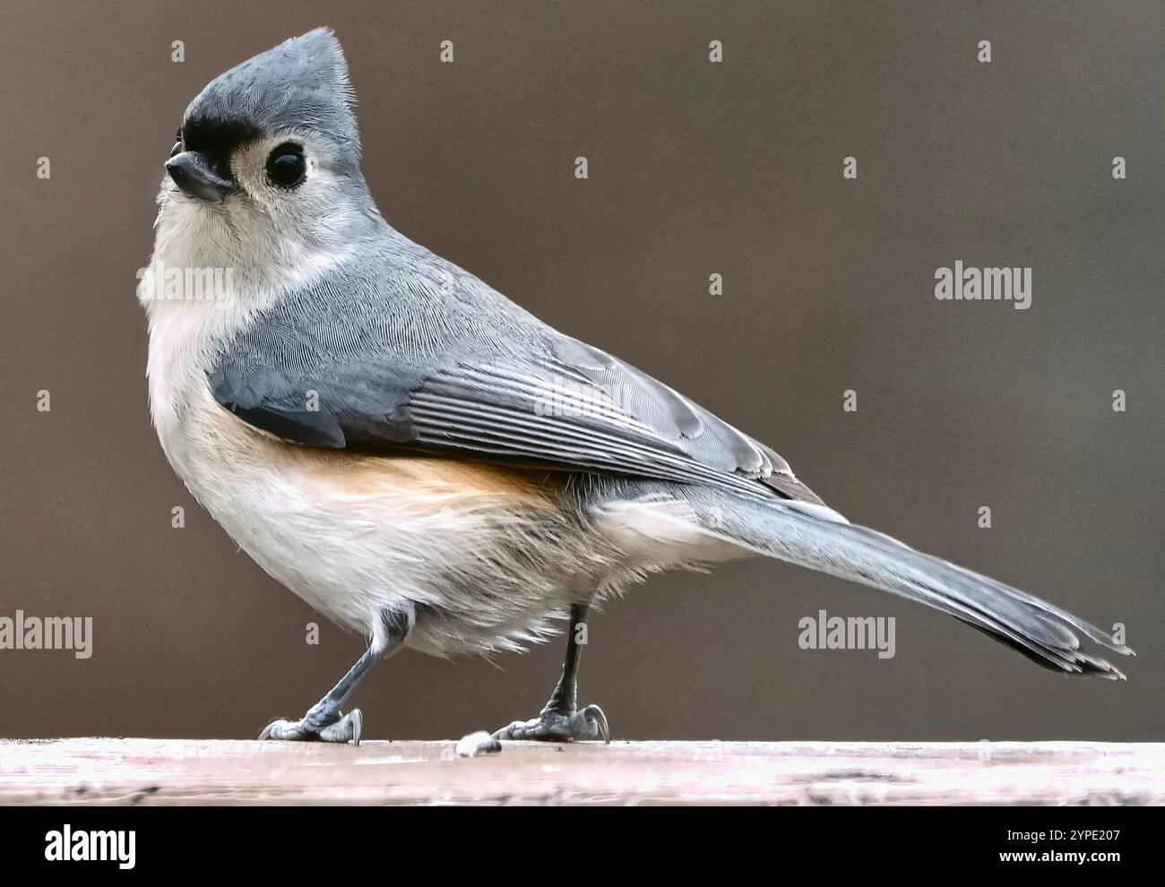 Titmouse with peanut hi-res stock photography and images - Alamy