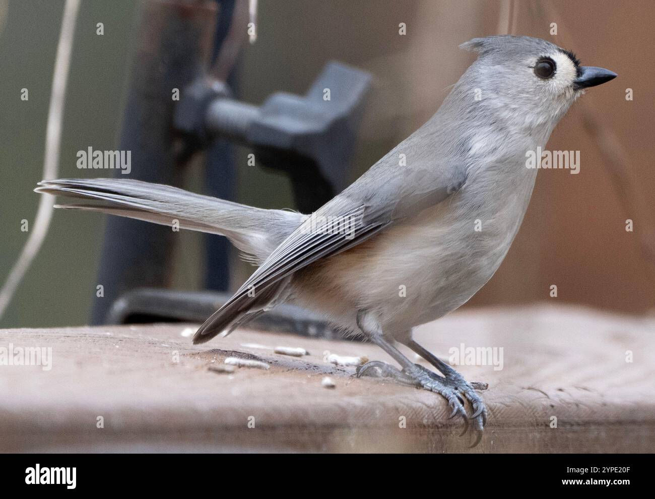 Titmouse with peanut hi-res stock photography and images - Alamy