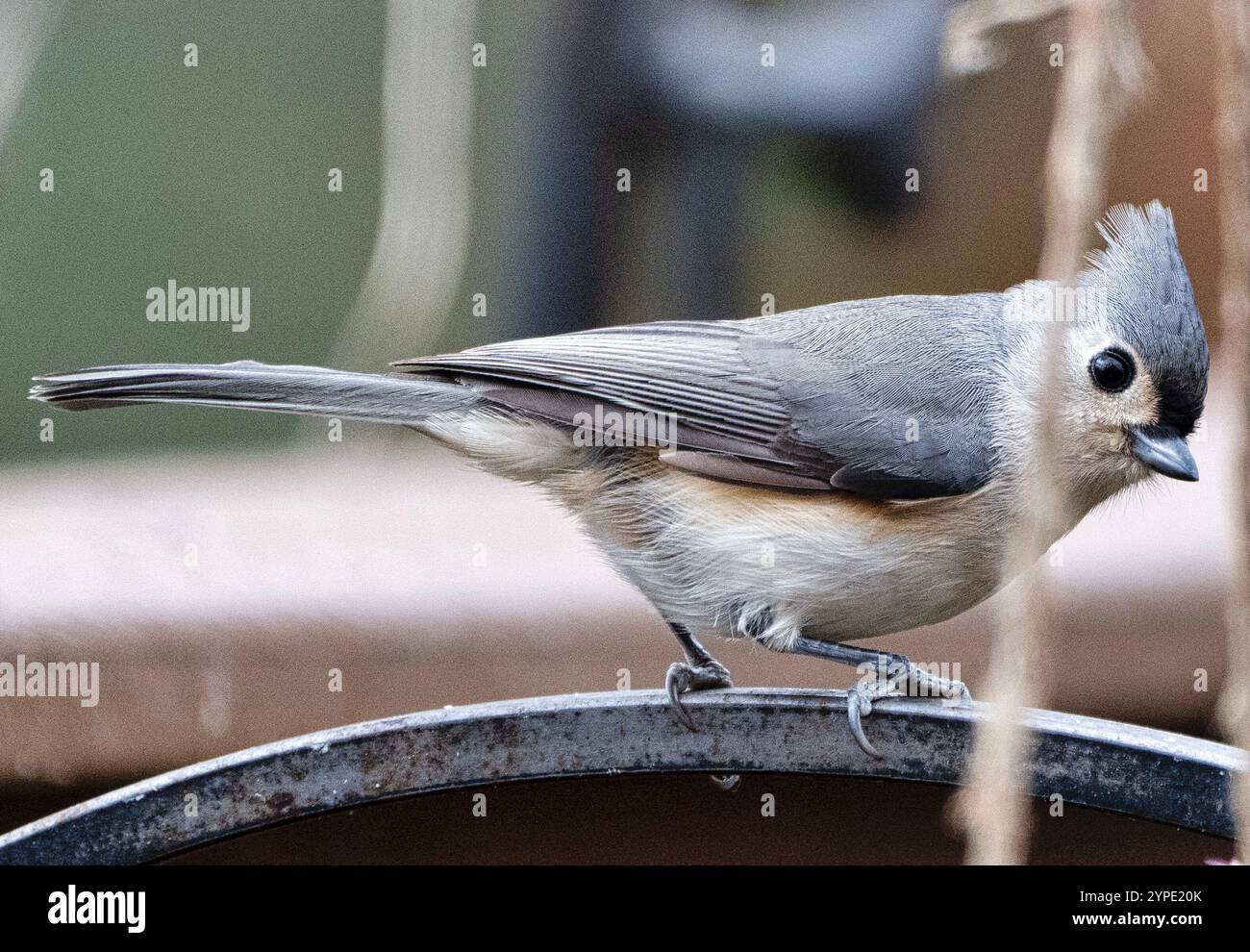 Titmouse with peanut hi-res stock photography and images - Alamy
