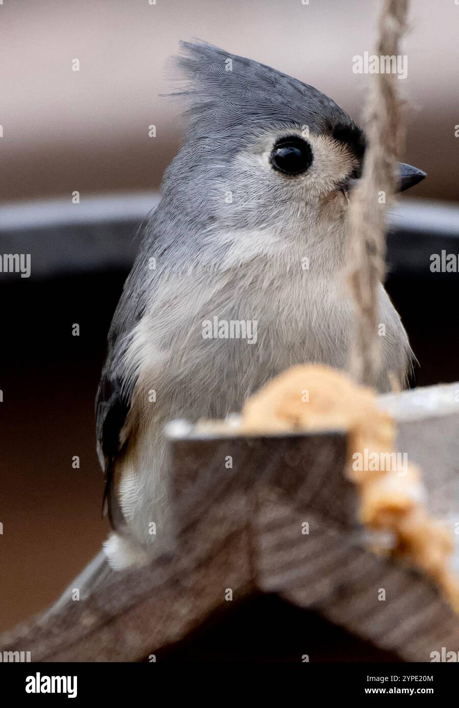 Titmouse with peanut hi-res stock photography and images - Alamy
