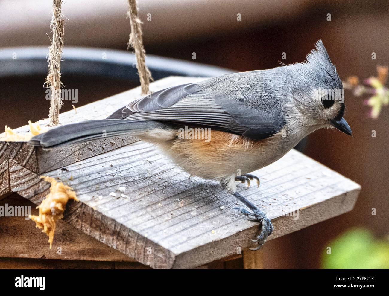 Titmouse with peanut hi-res stock photography and images - Alamy
