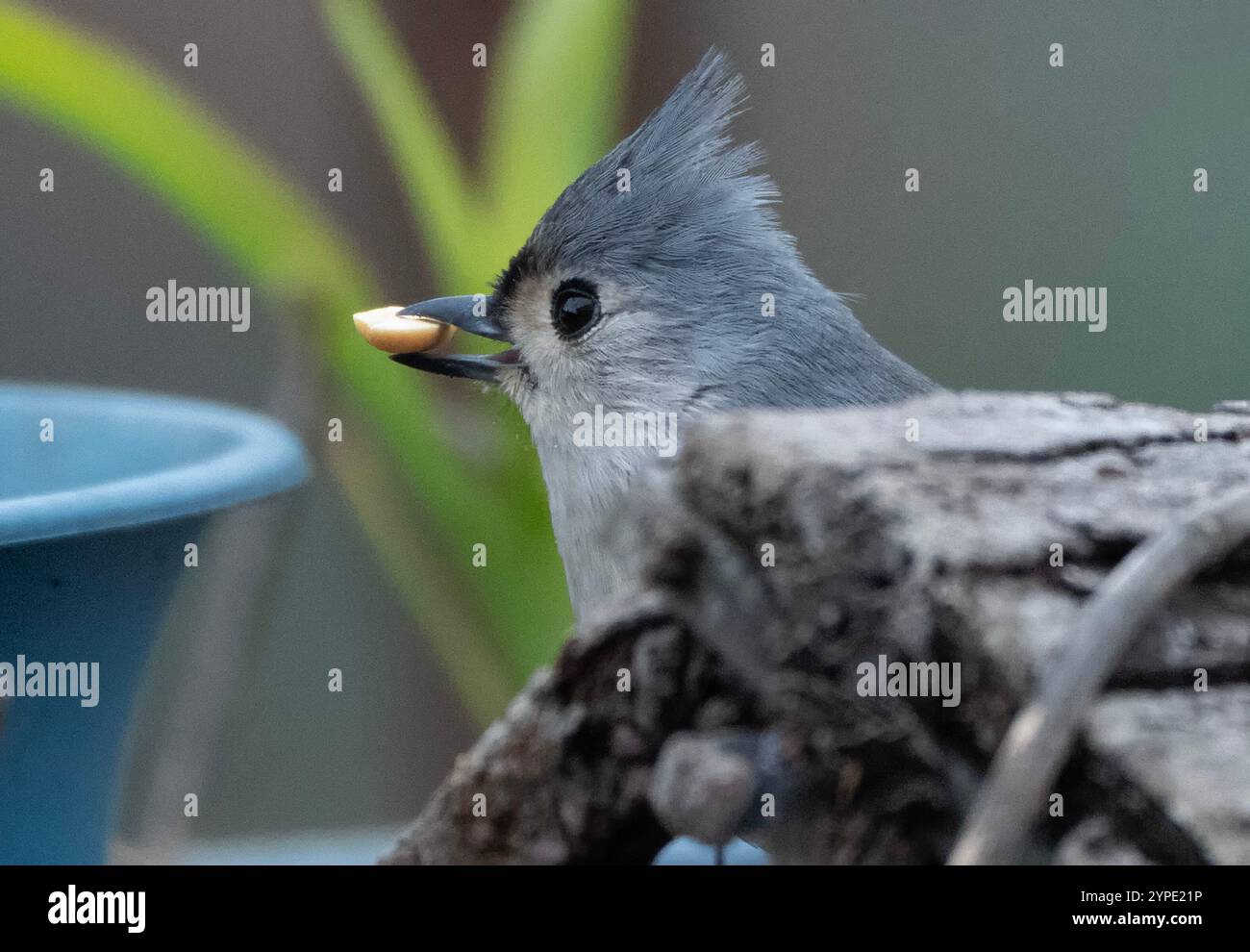 Titmouse with peanut hi-res stock photography and images - Alamy
