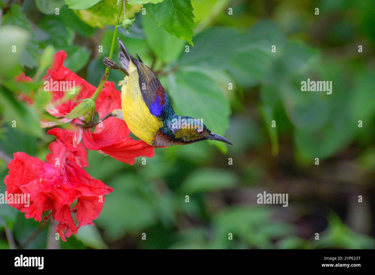 A brown-throated sunbird on a red hibiscus. Photographed in the western ...