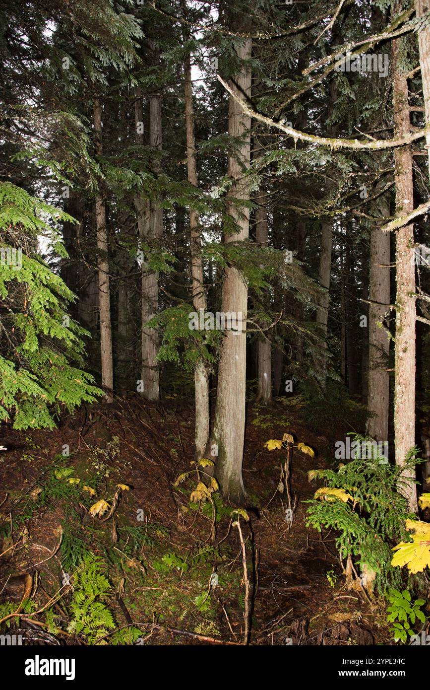 The Giant Cedar Boardwalk in Mount Revelstoke National Park in Britsh ...