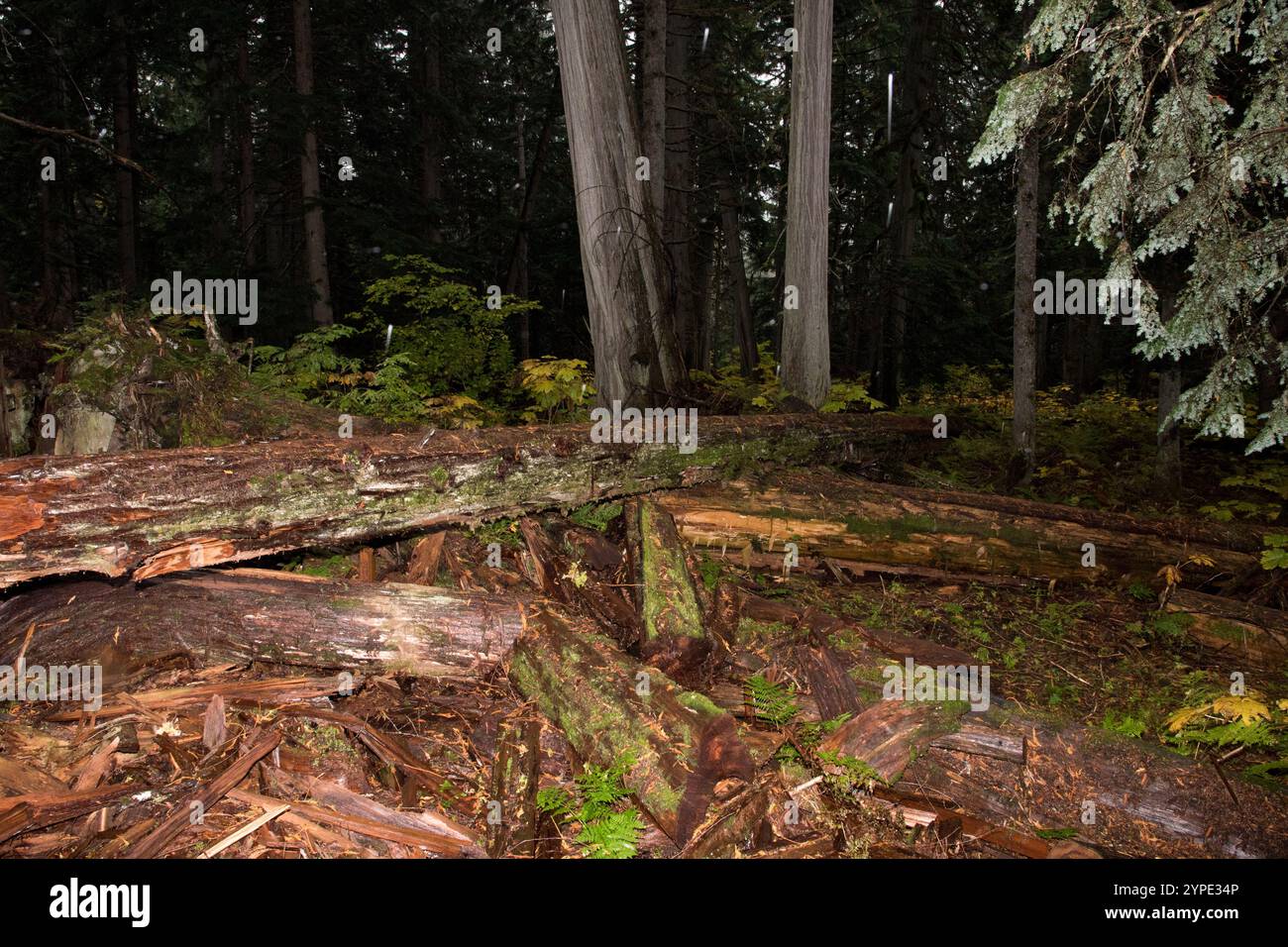 The Giant Cedar Boardwalk in Mount Revelstoke National Park in Britsh ...