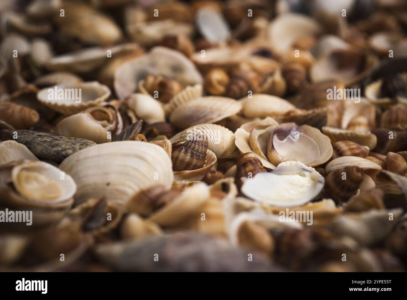Sea shells collection. Marine mollusk shell. Marine background. Texture ...
